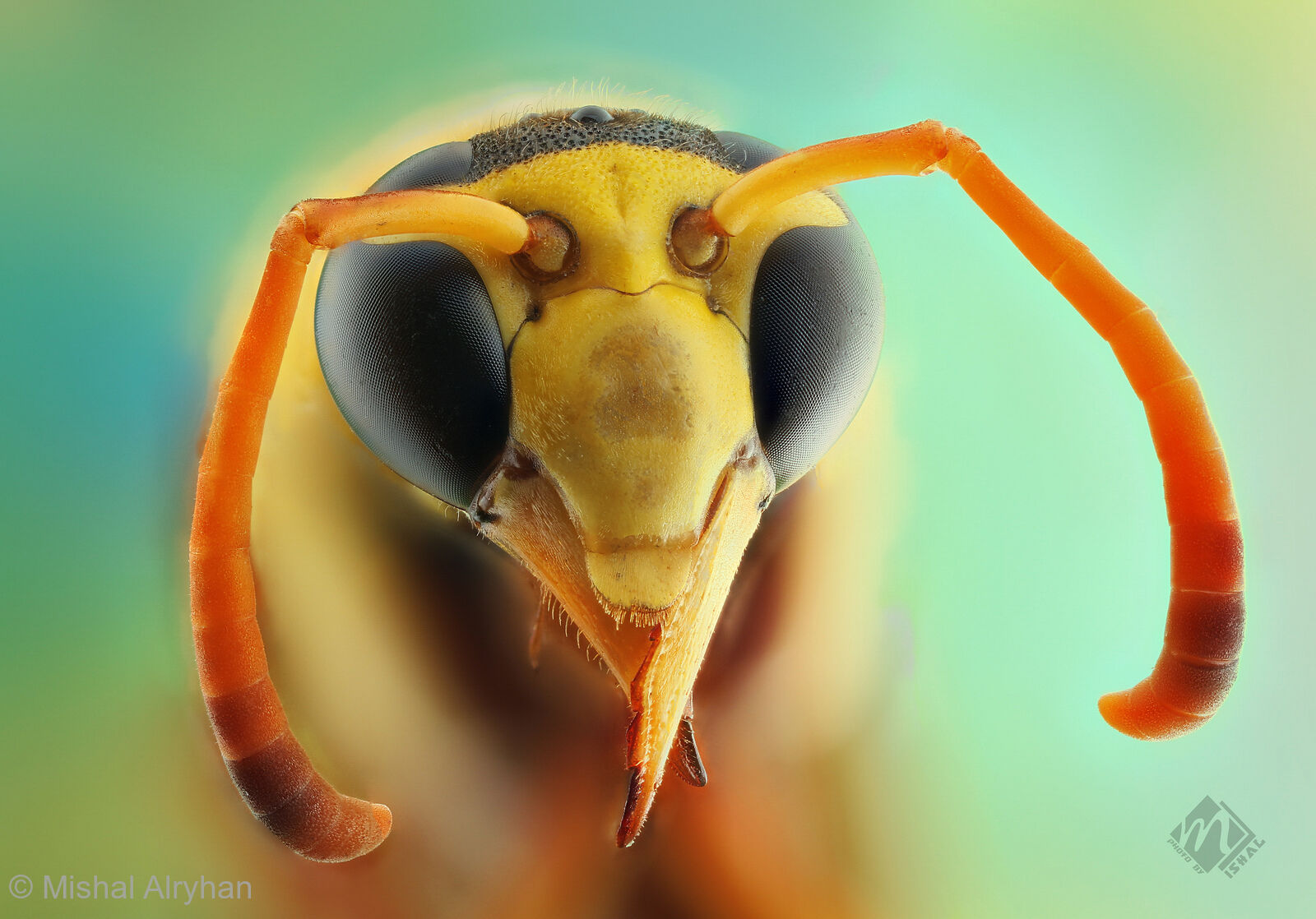 StackShot Macro Rail Package