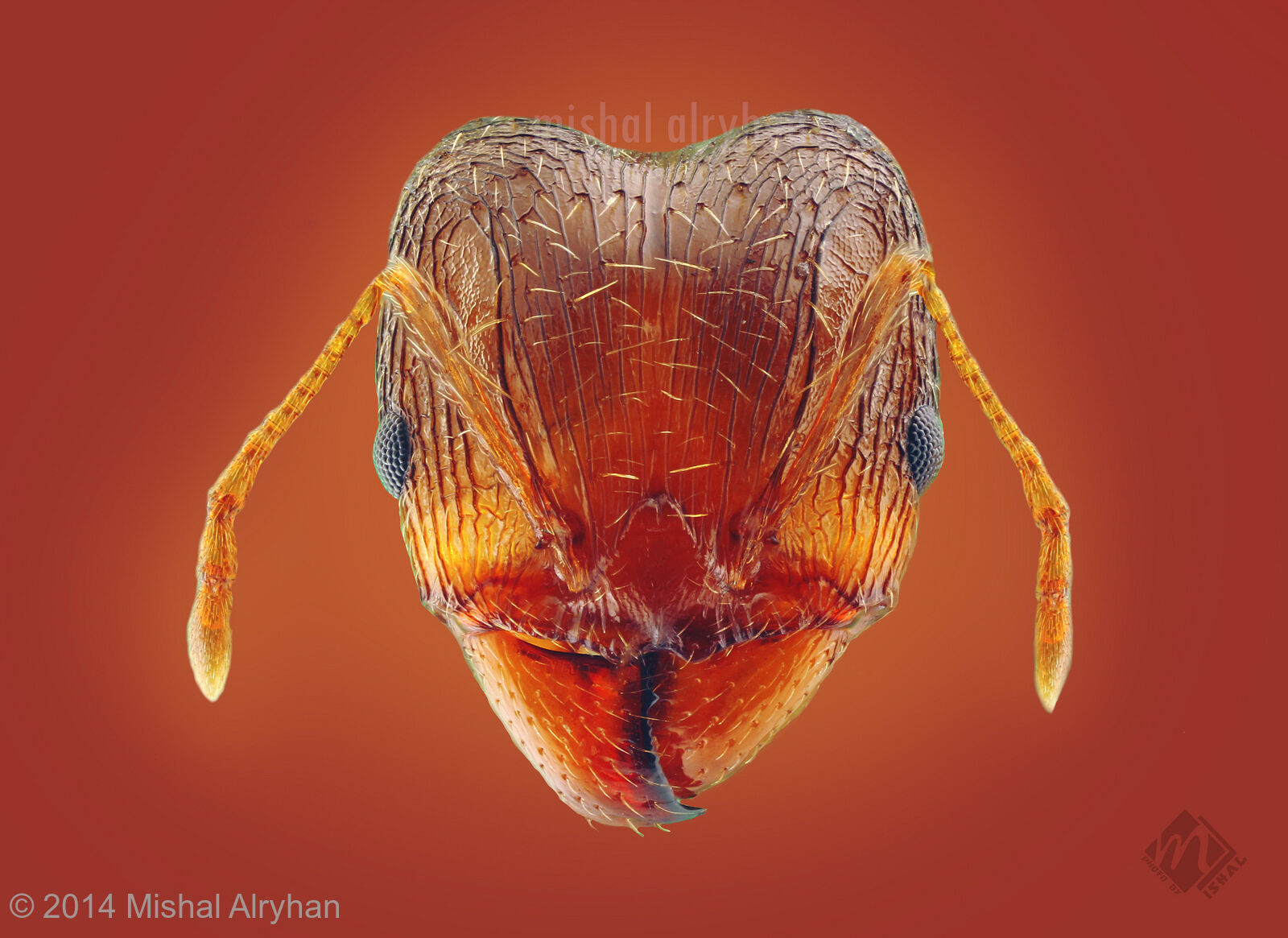 StackShot 3X Macro Rail Package