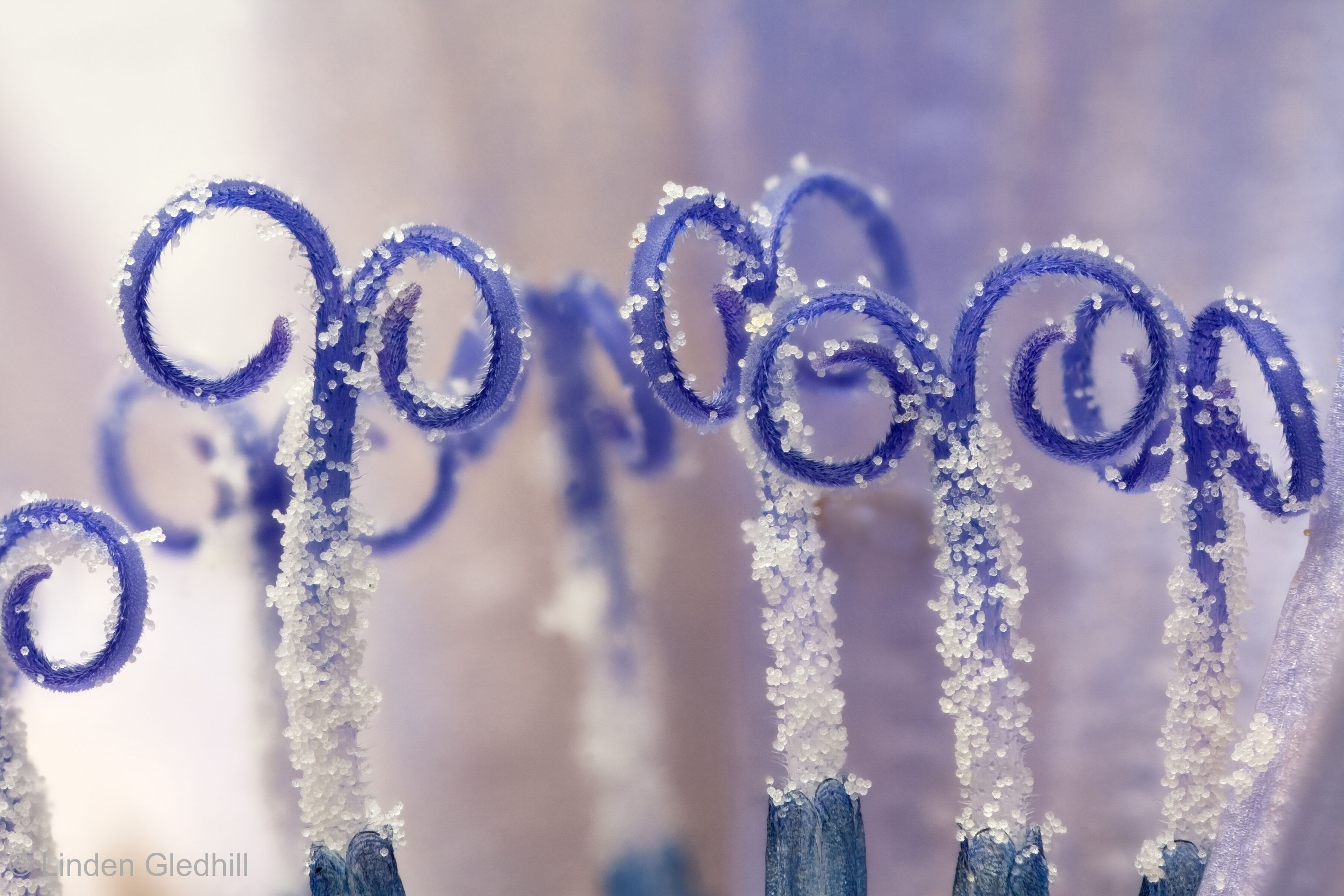 StackShot 3X Macro Rail Package