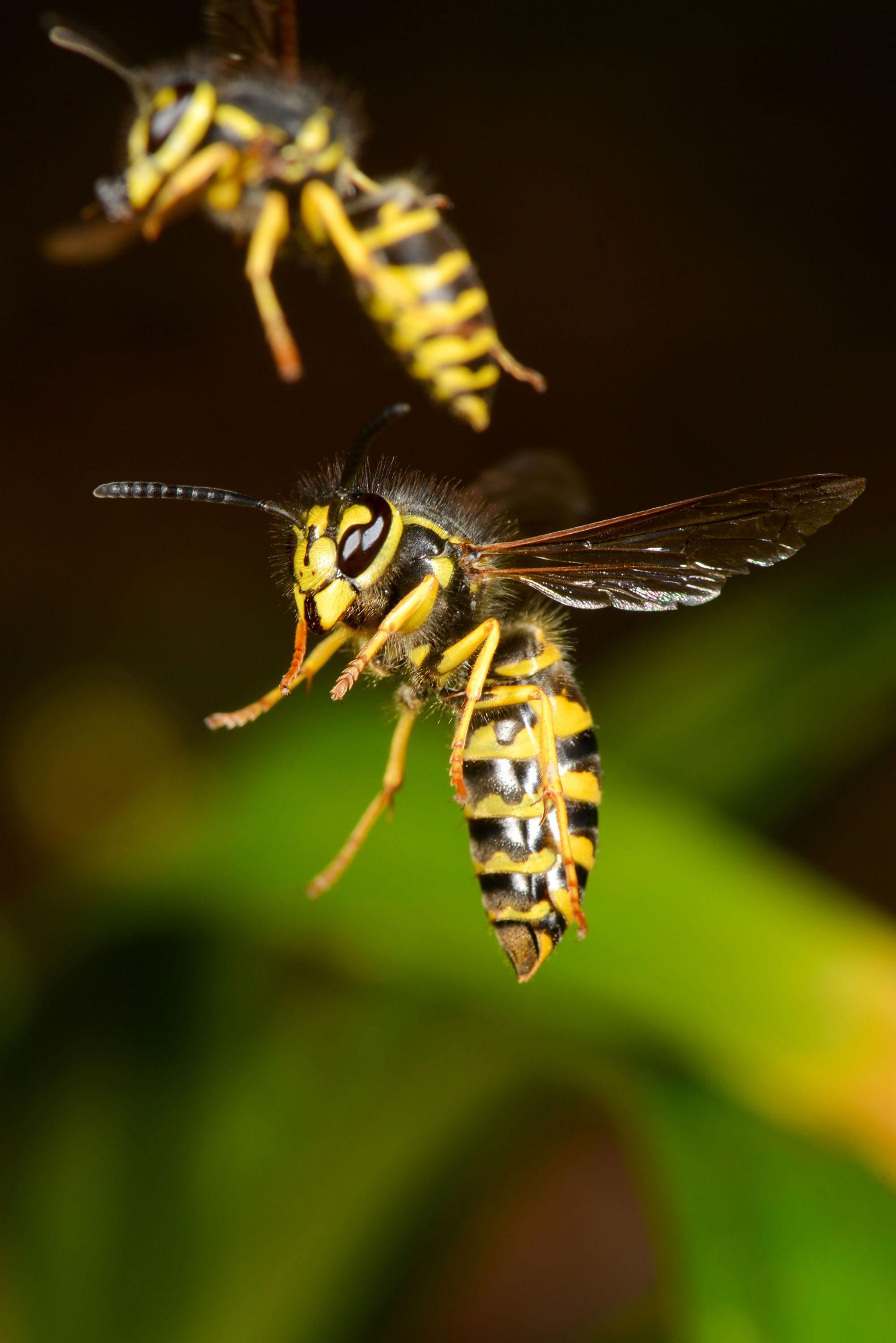Using the Cognisys Insect Rig to Monitor a Yellow Jacket Nest