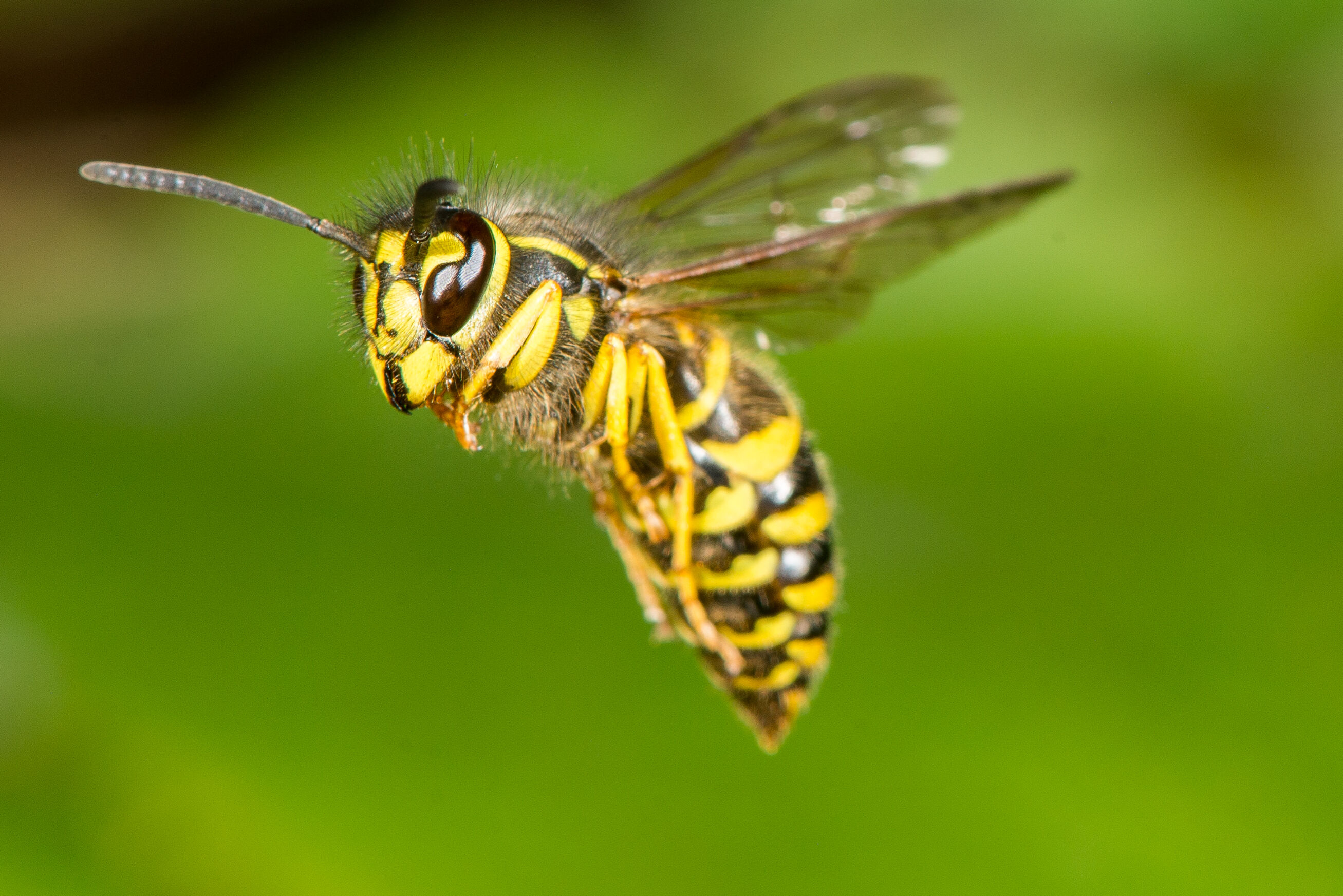 Using the Cognisys Insect Rig to Monitor a Yellow Jacket Nest