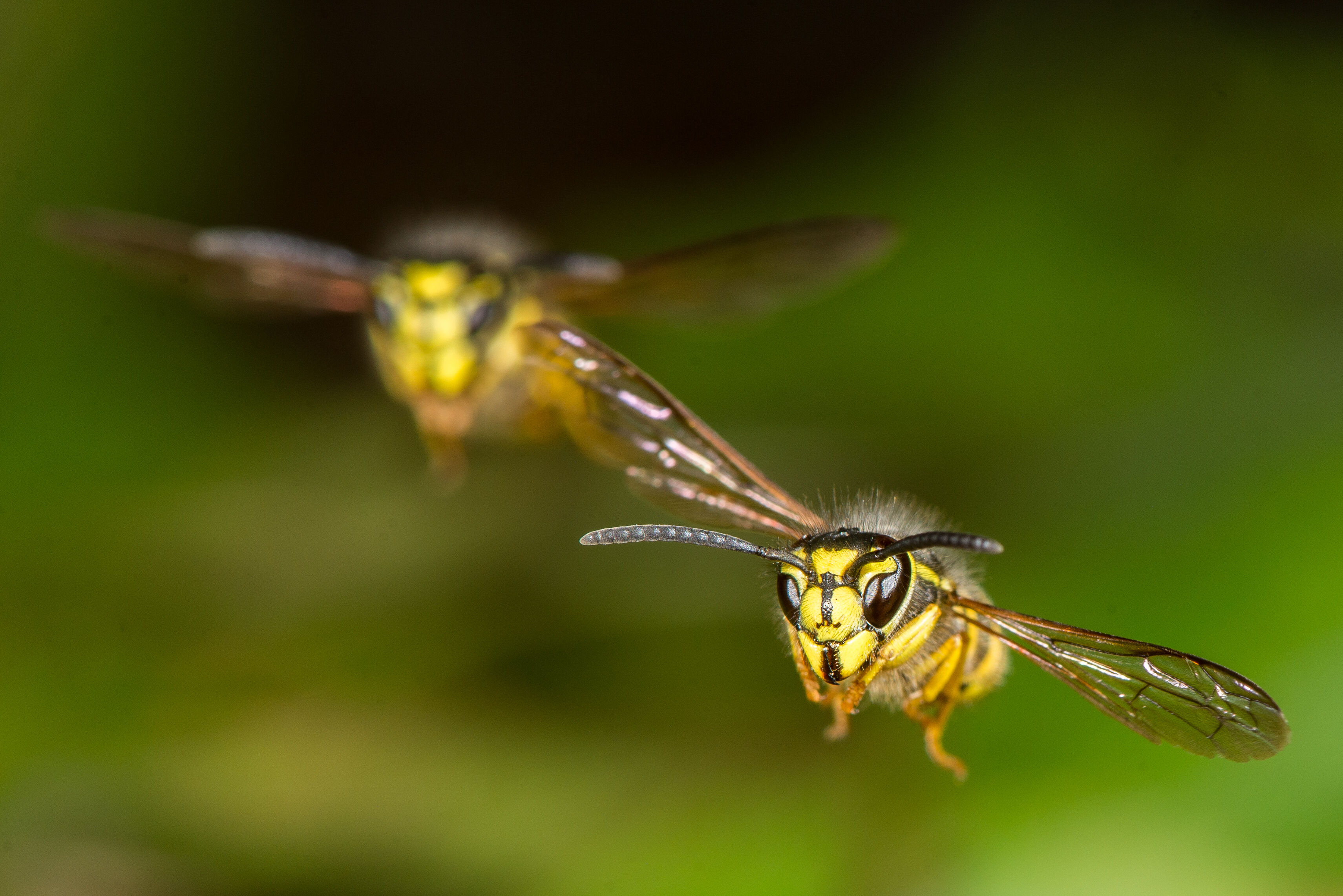Using the Cognisys Insect Rig to Monitor a Yellow Jacket Nest