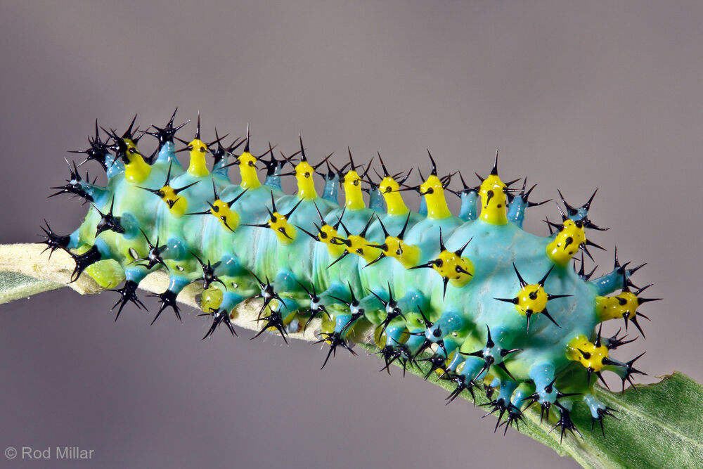 Focus Stacking How To