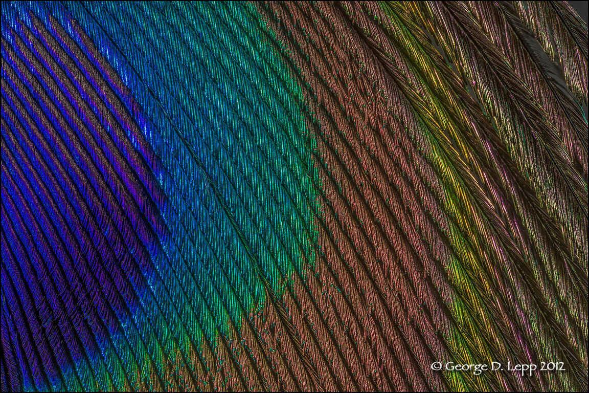 Focus Stacking How To