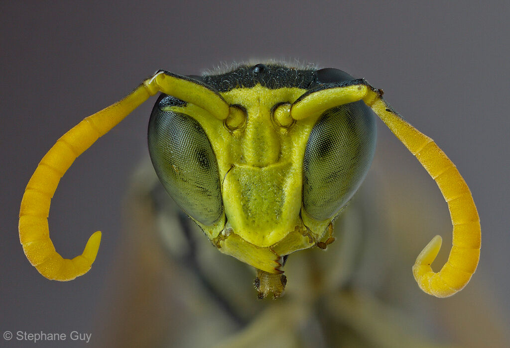 StackShot 3X Macro Rail Package