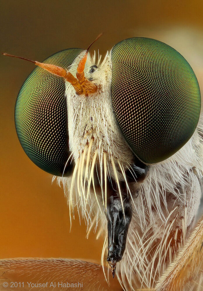 StackShot Macro Rail Package