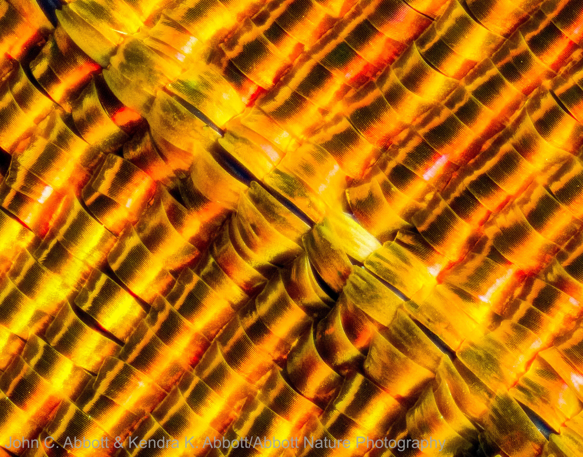 StackShot 3X Macro Rail Package