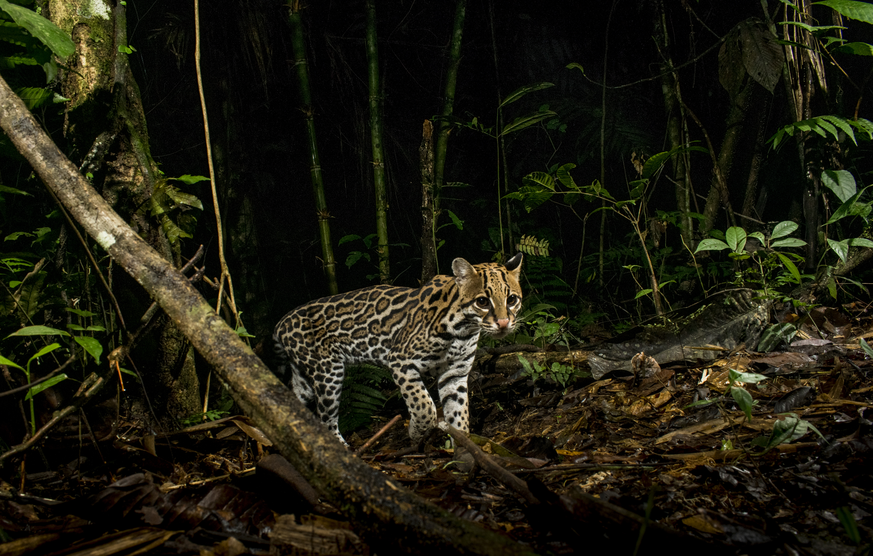 Camera Trapping Adventures with Tom Mason