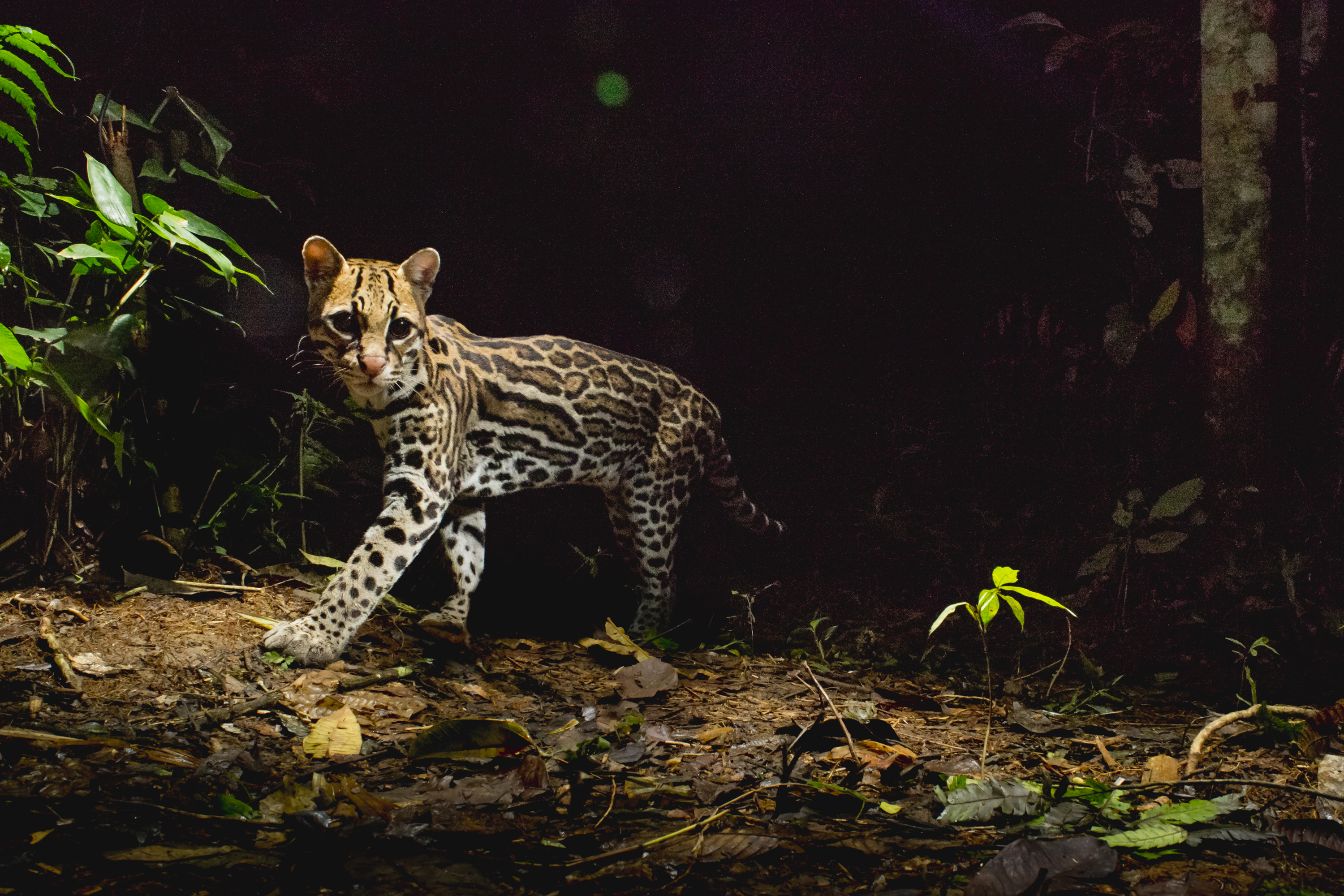 Camera Trapping Adventures with Tom Mason