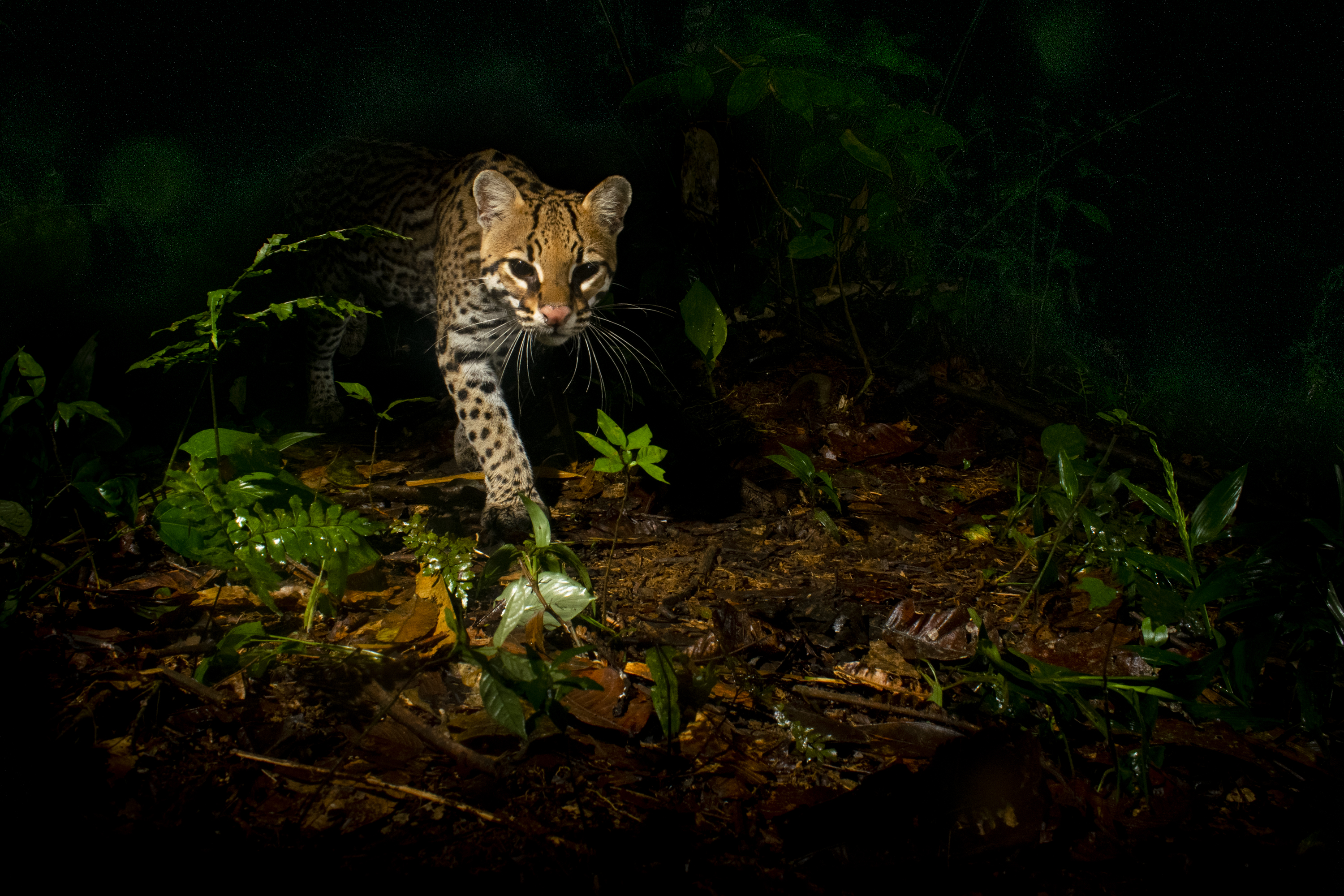 Camera Trapping Adventures with Tom Mason